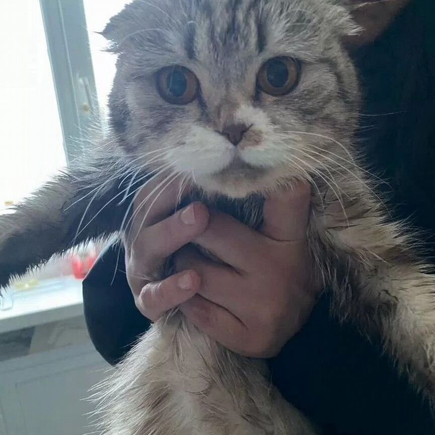 Шотландская вислоухая короткошёрстная, взрослая кошка