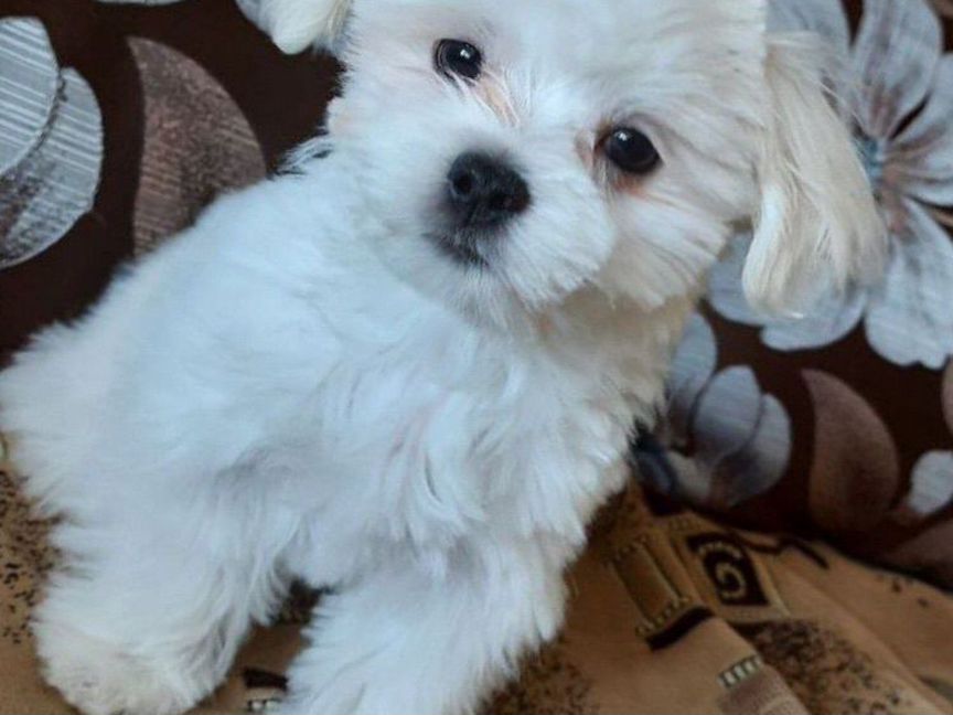 Мальтийская болонка,Мальчик и Девочка