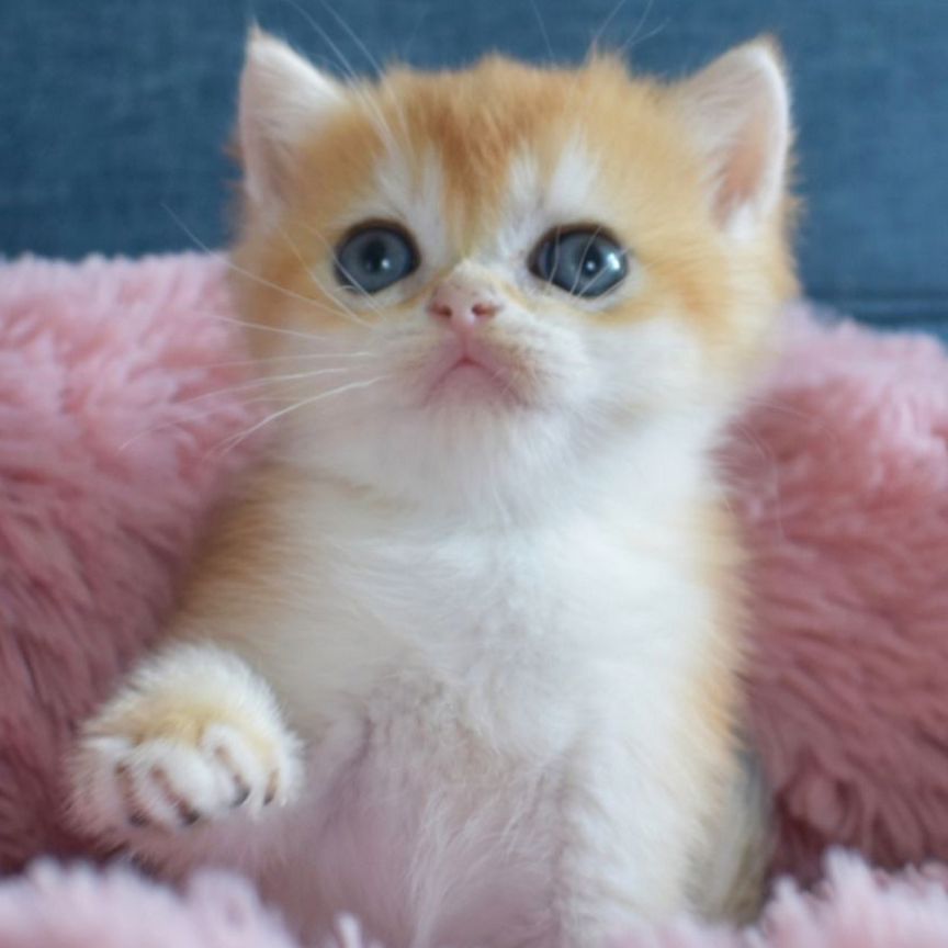 Британский короткошёрстный котёнок