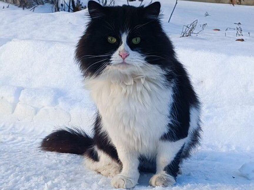 Кот из мультика, в добрые руки