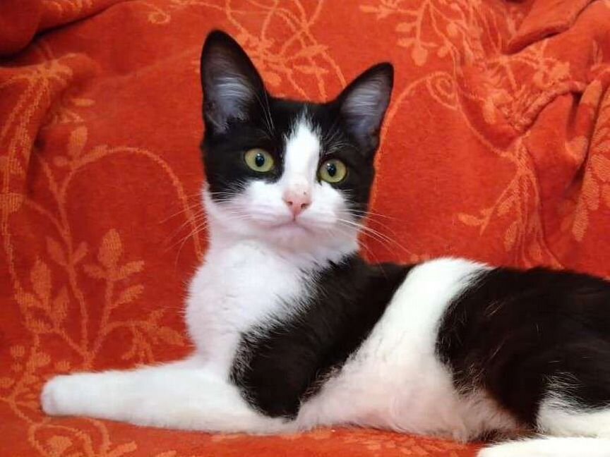 Ласковый малыш, 5 месяцев, ищет семью