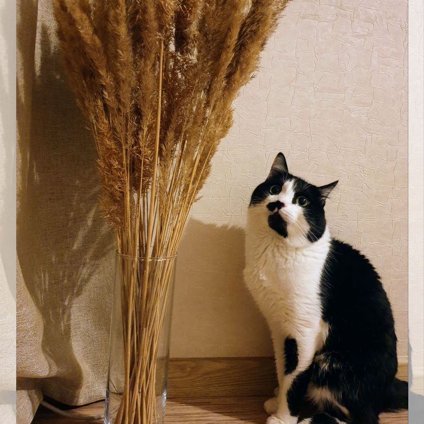 Взрослый кот в добрые руки