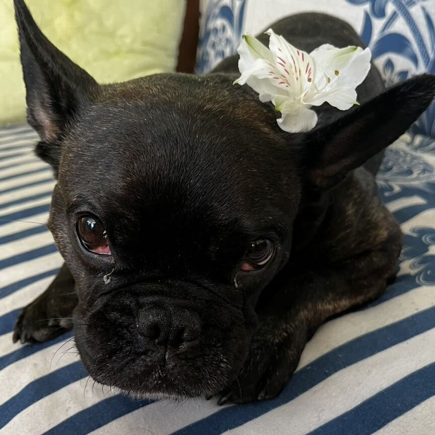 Французский бульдог, взрослая собака