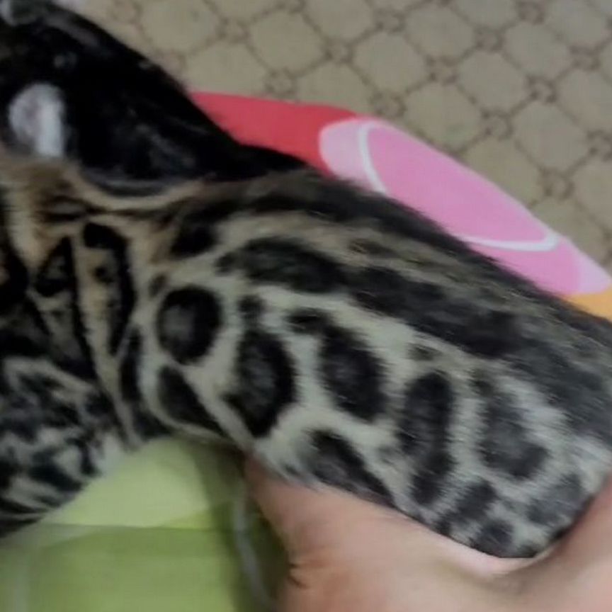 Бенгальская