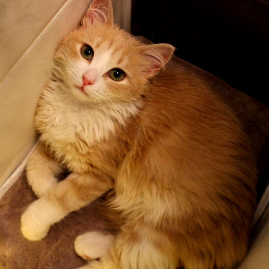 Котенок девочка