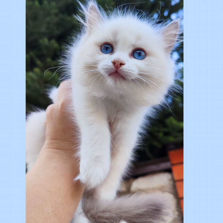 Блю девочка рэгдолл с родословной