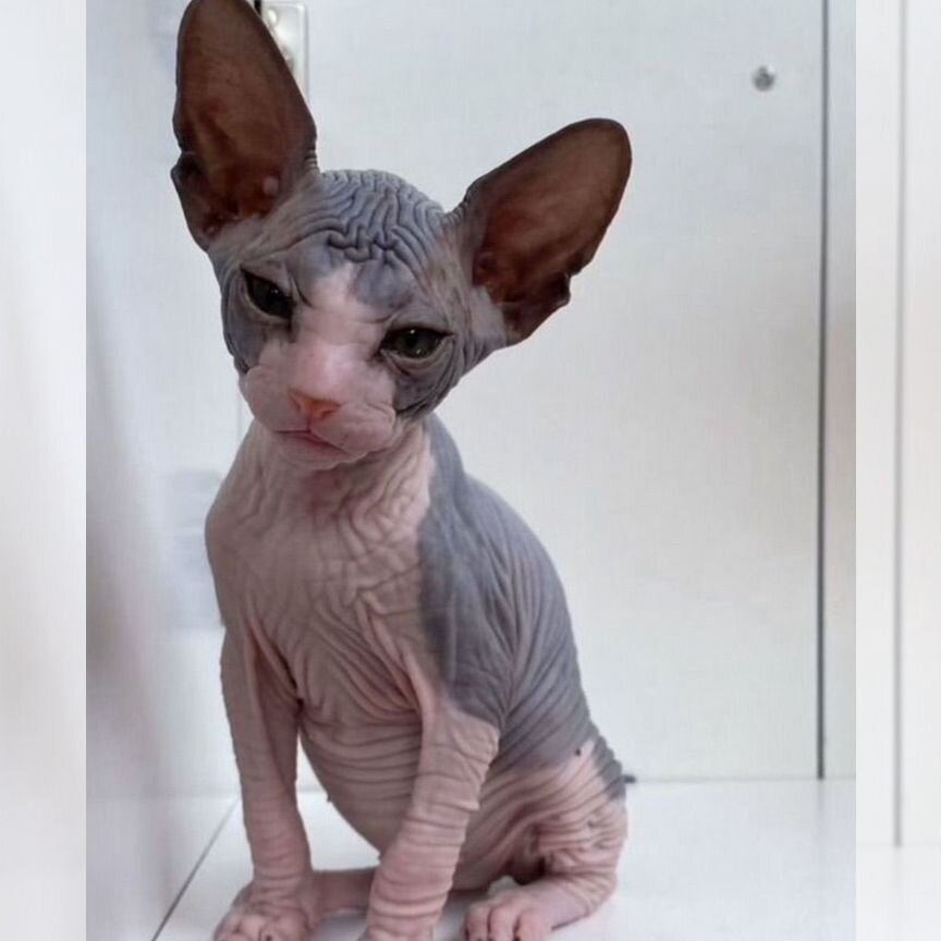 Котенок Донской сфинкс