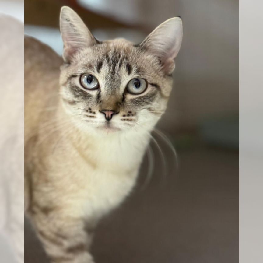 Невский маскарадный кот, взрослый