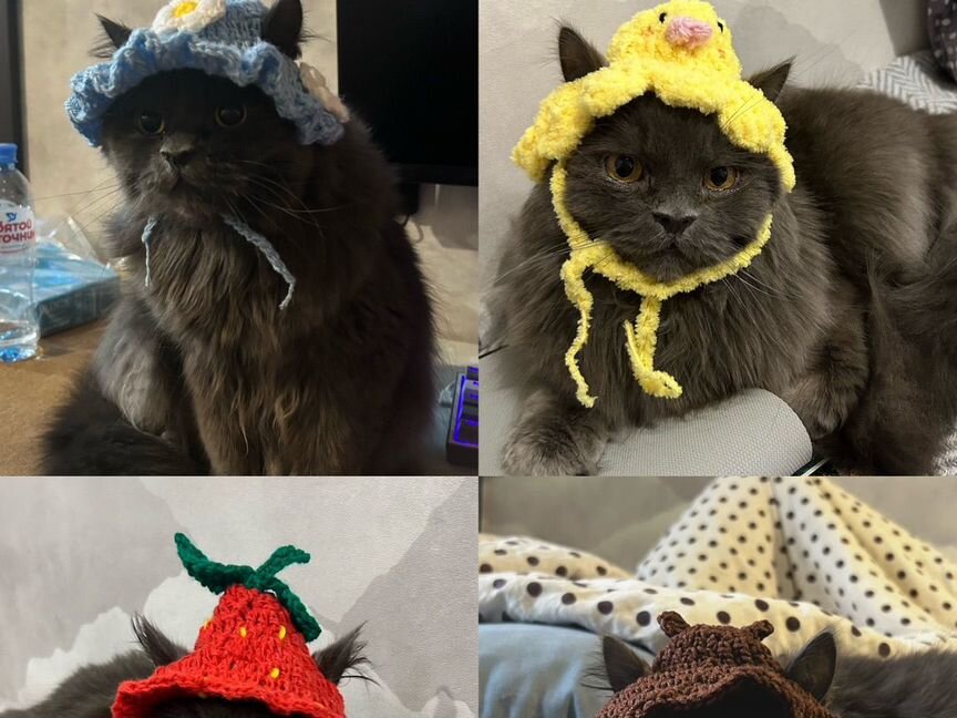 Шапочки для кошек