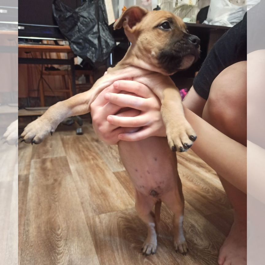 Американский стаффордширский терьер, щенок