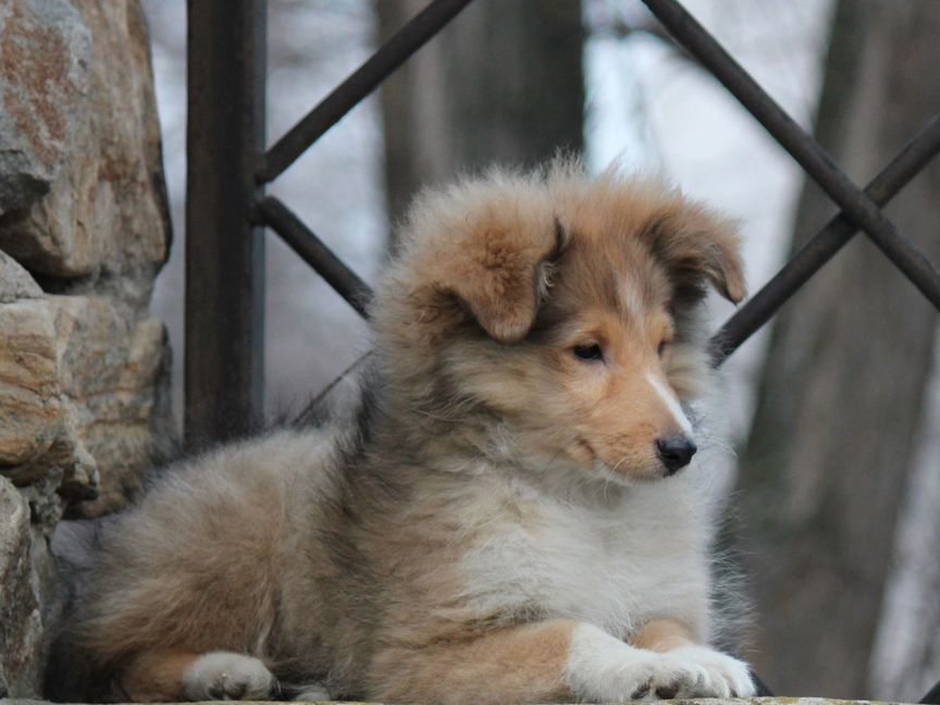 Щенки шелти