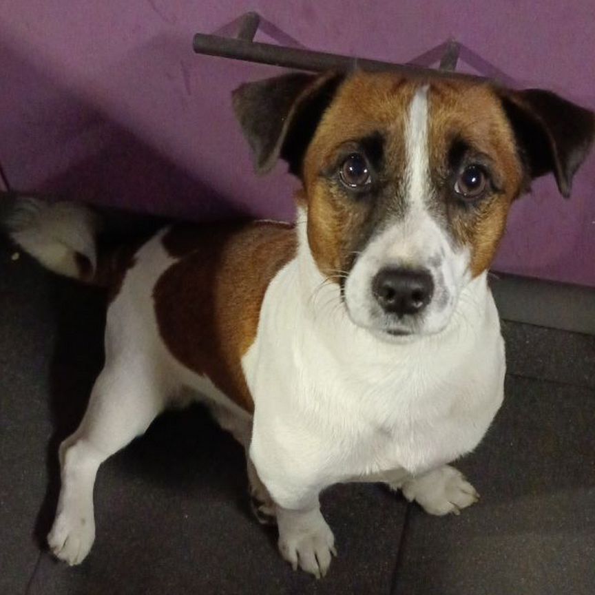 Вязка кобель джек рассел