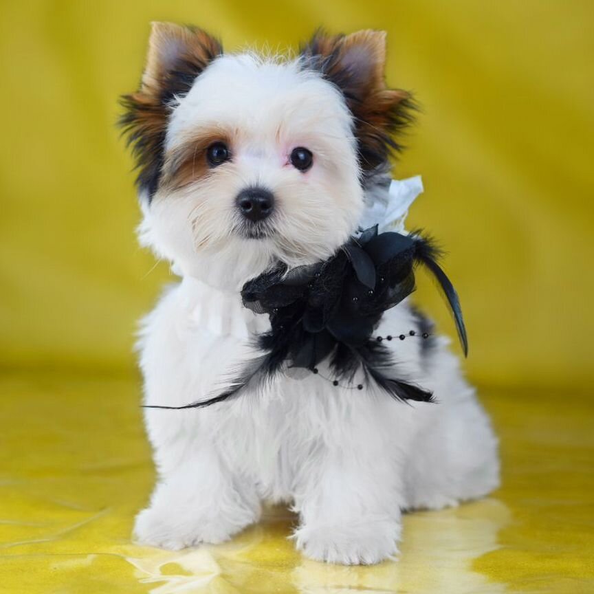 Бивер-йоркширский терьер, щенок