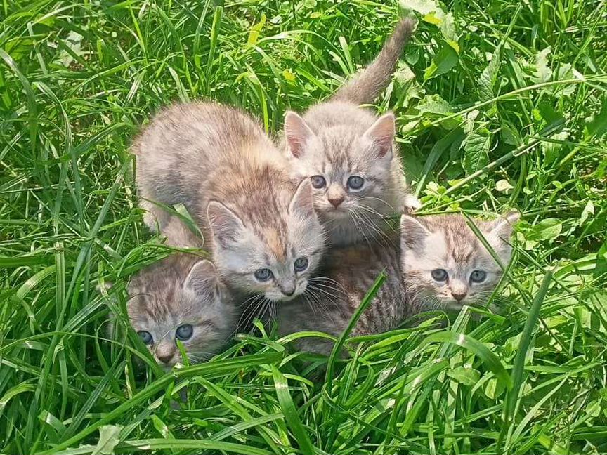 Британские котята страйт