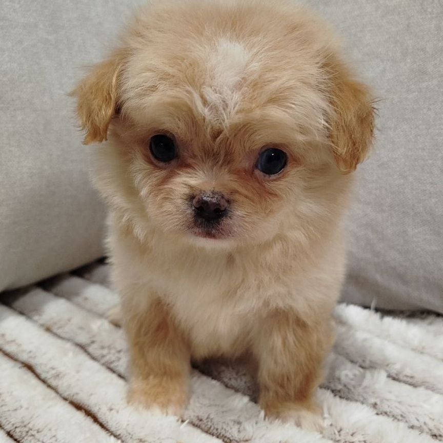 Мальтипу, щенок