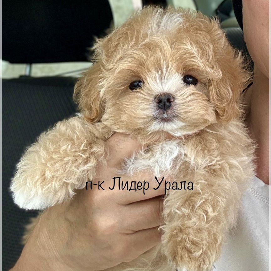 Мальтипу, щенок