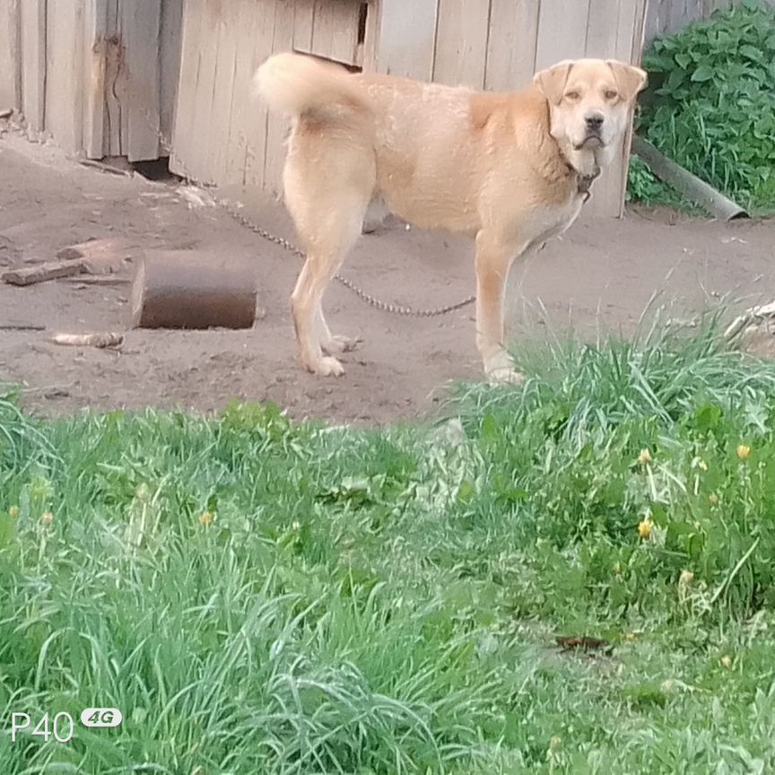 Отдам собаку в добрые руки порода дворняжка