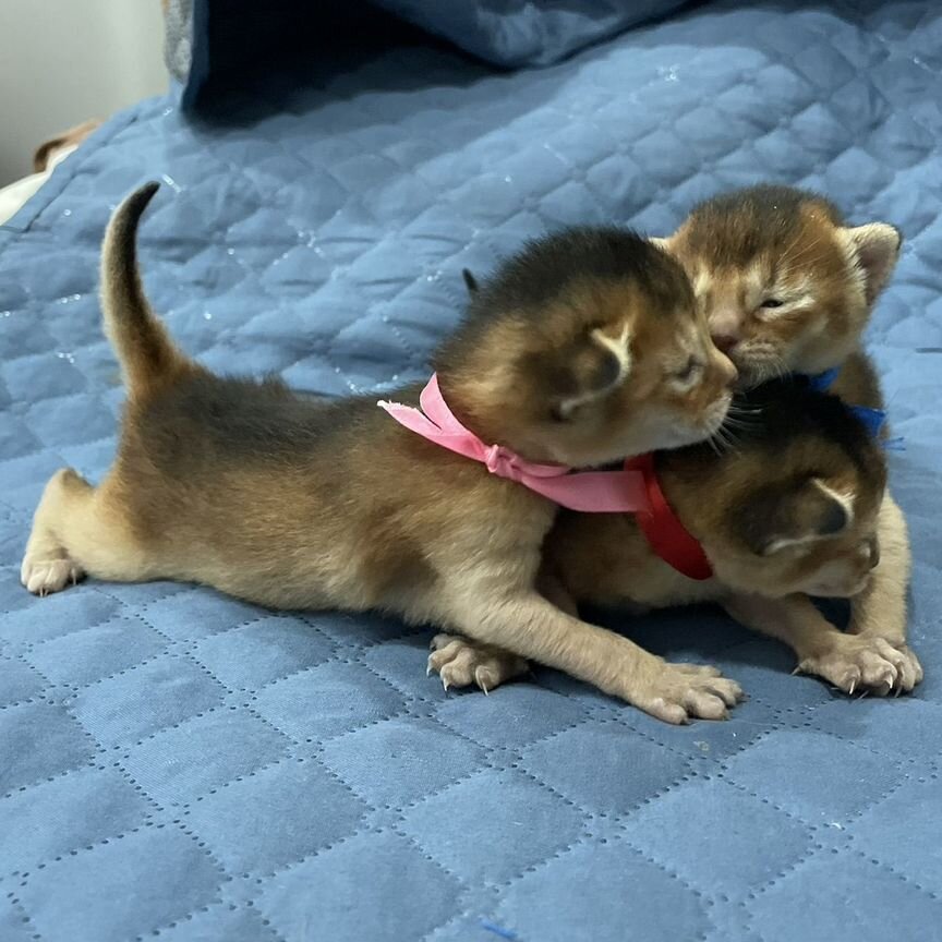 Абиссинские котята дикий окрас