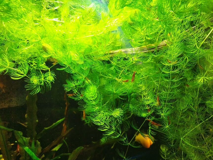 Роголистник в аквариум(большая порция)