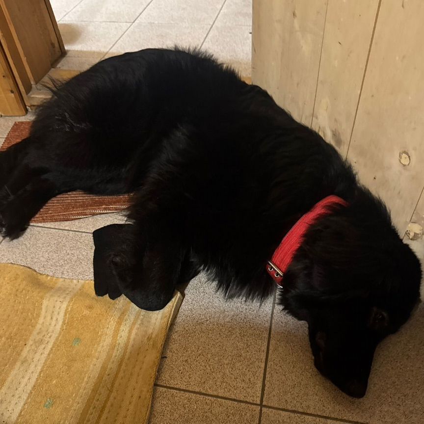 Русская гончая, вязка