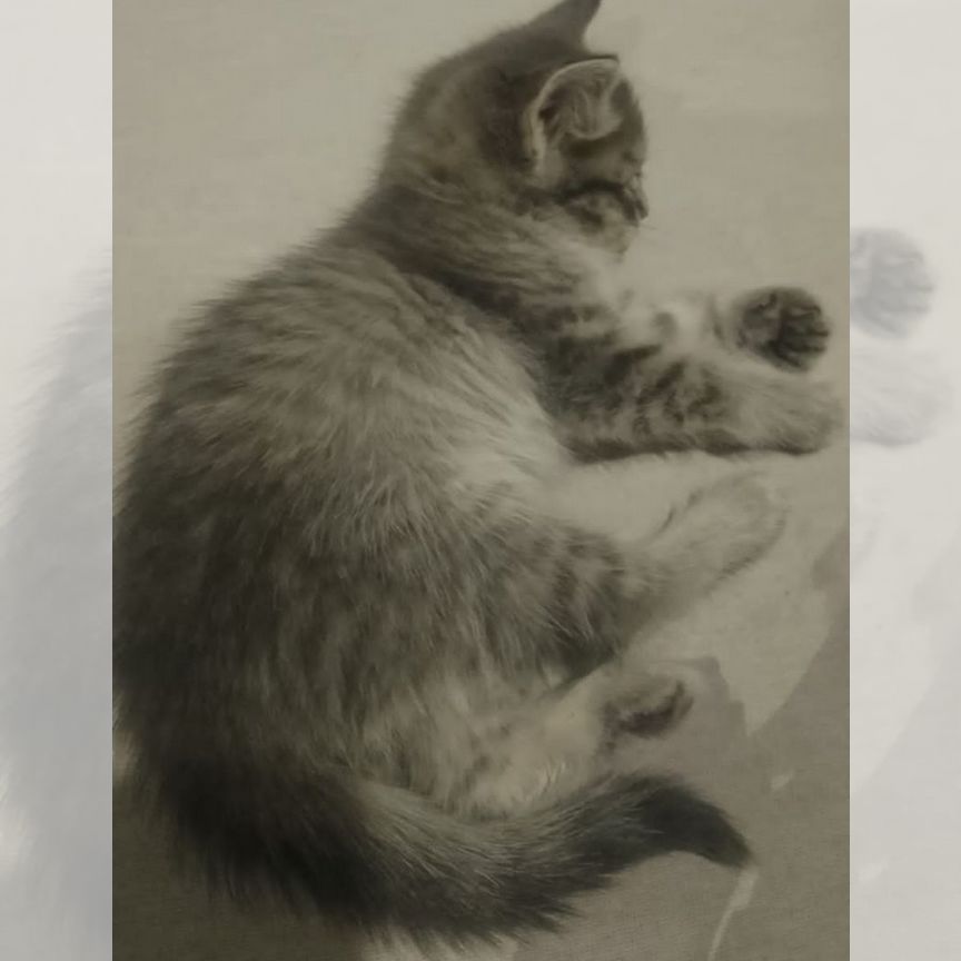 Отдаю кошку девочку