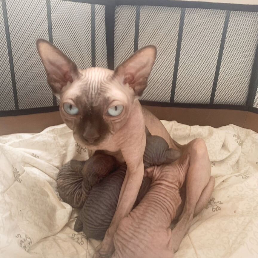 Канадский сфинкс котята