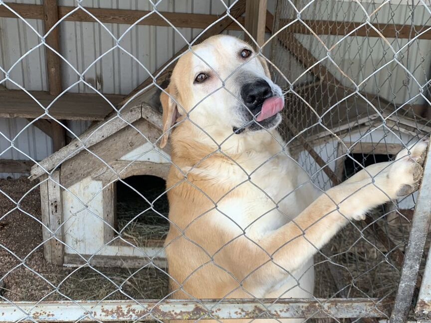 Щенки русской гончей