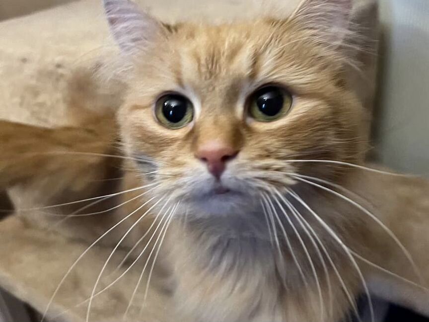 Кошка в дар