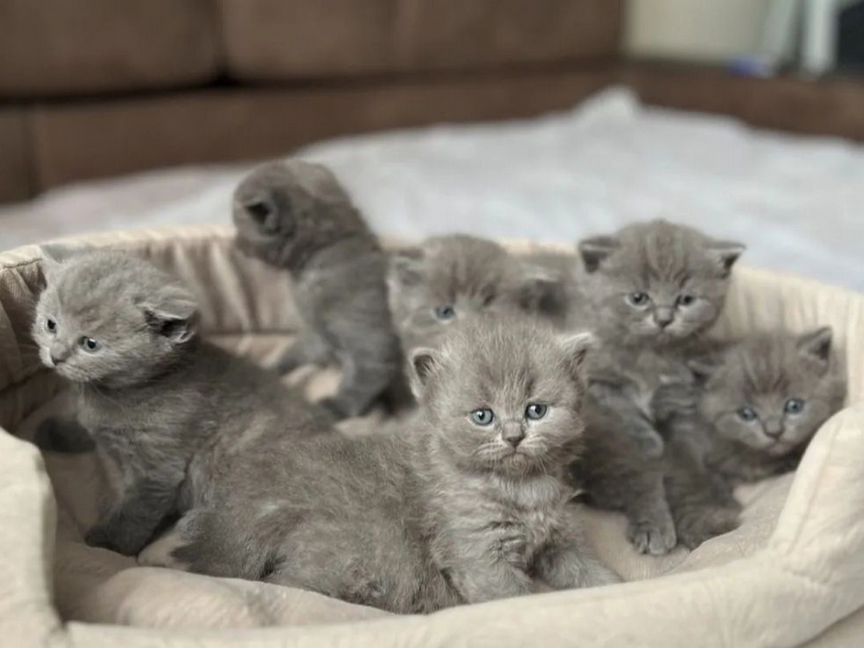 Британчики в голубых шубках