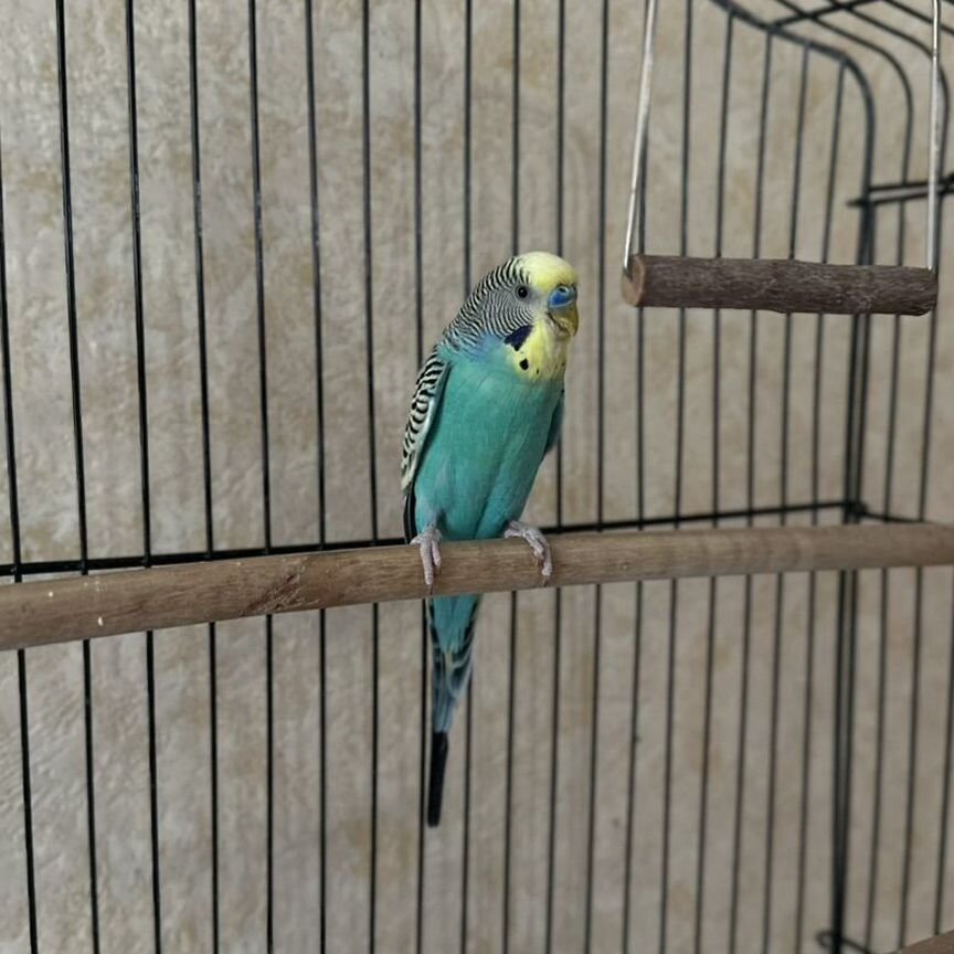 Волнистый попугай с клеткой
