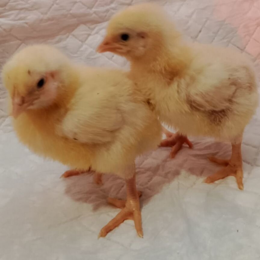 Цыплята бройлеры