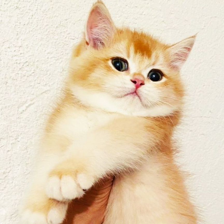 Британские котята, мальчик ny12