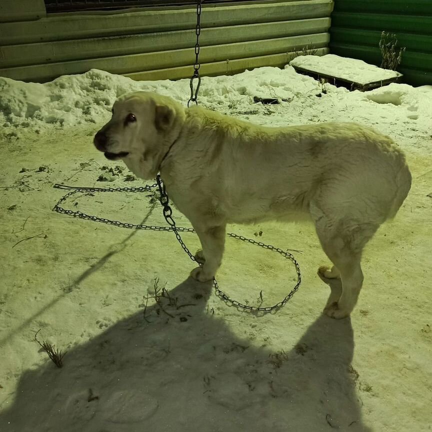 Собака в добрые руки алабай