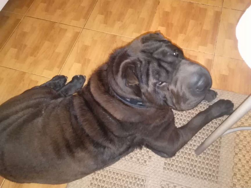 Шарпей вязка