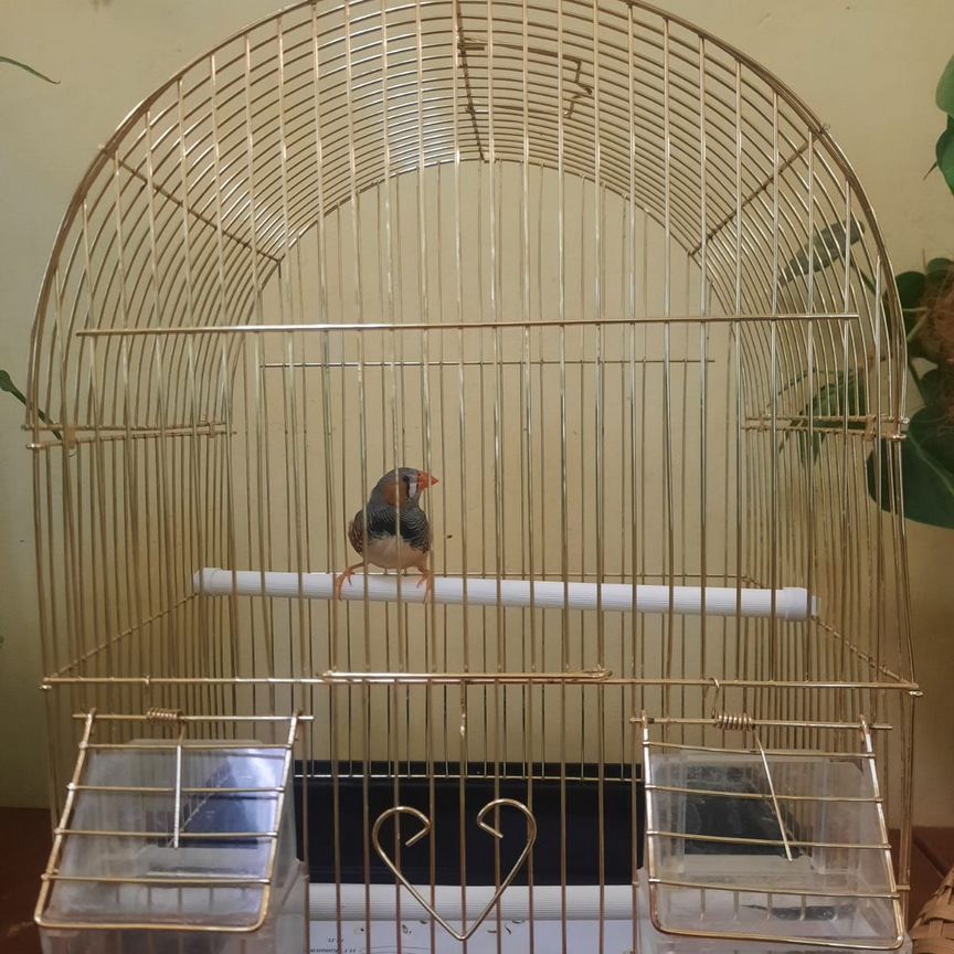 Зебровые амадины