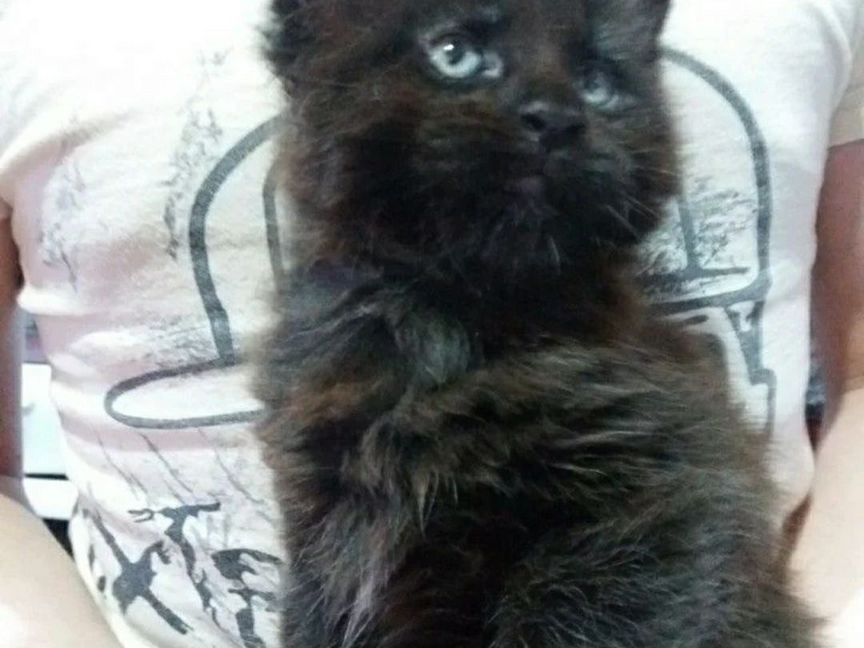 Твой большой гигант в твой дом