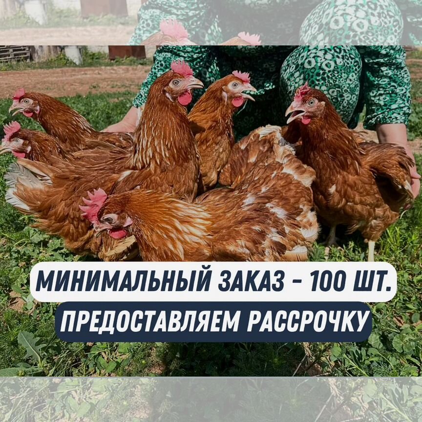 Куры несушки различных пород от производителя