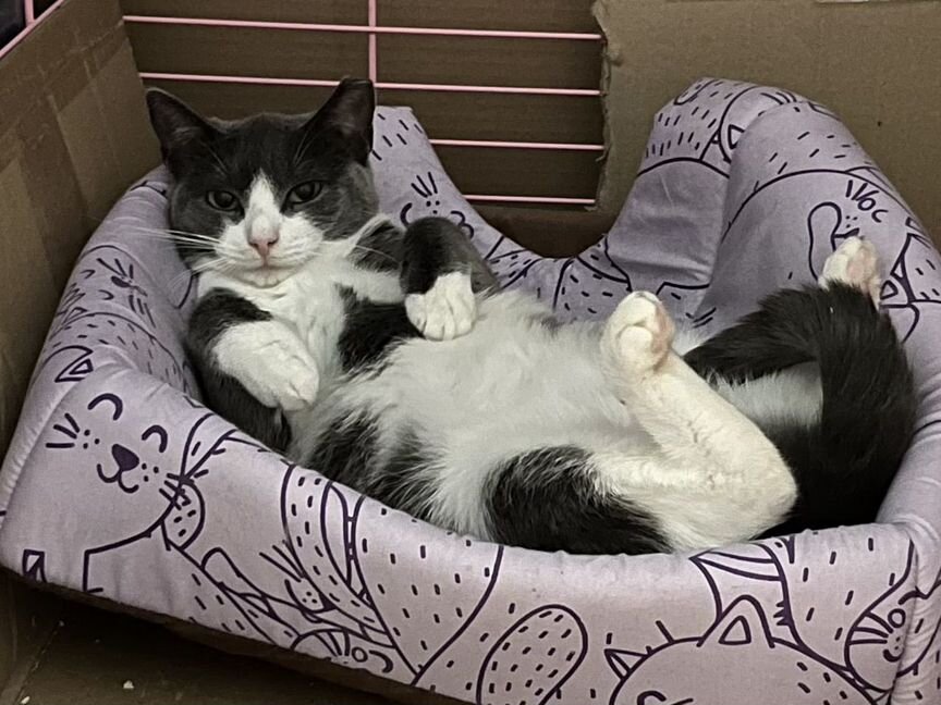 Кошечка 8месяцев