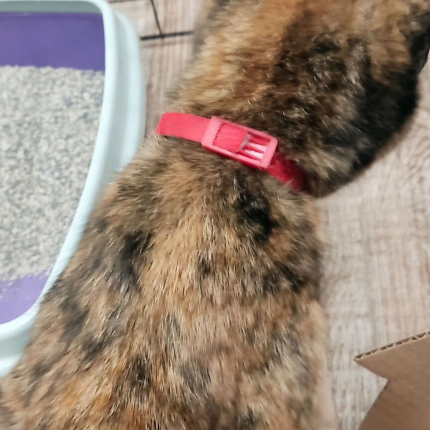 Найдена кошка