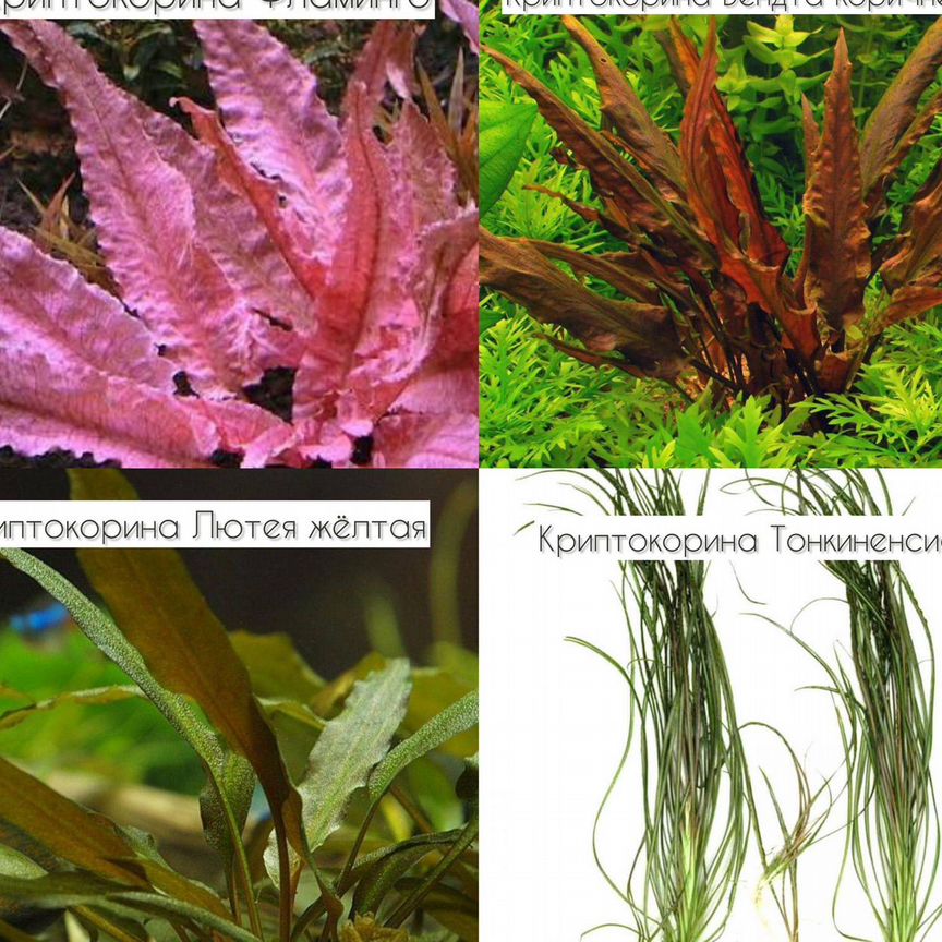 Криптокорина Аквариумное растение