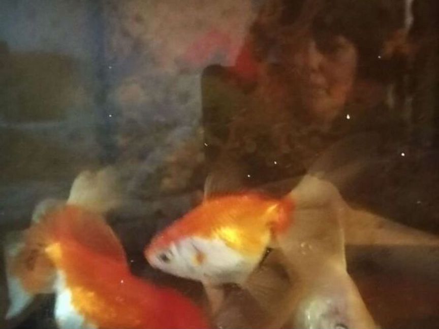 Золотые рыбки вуалевые