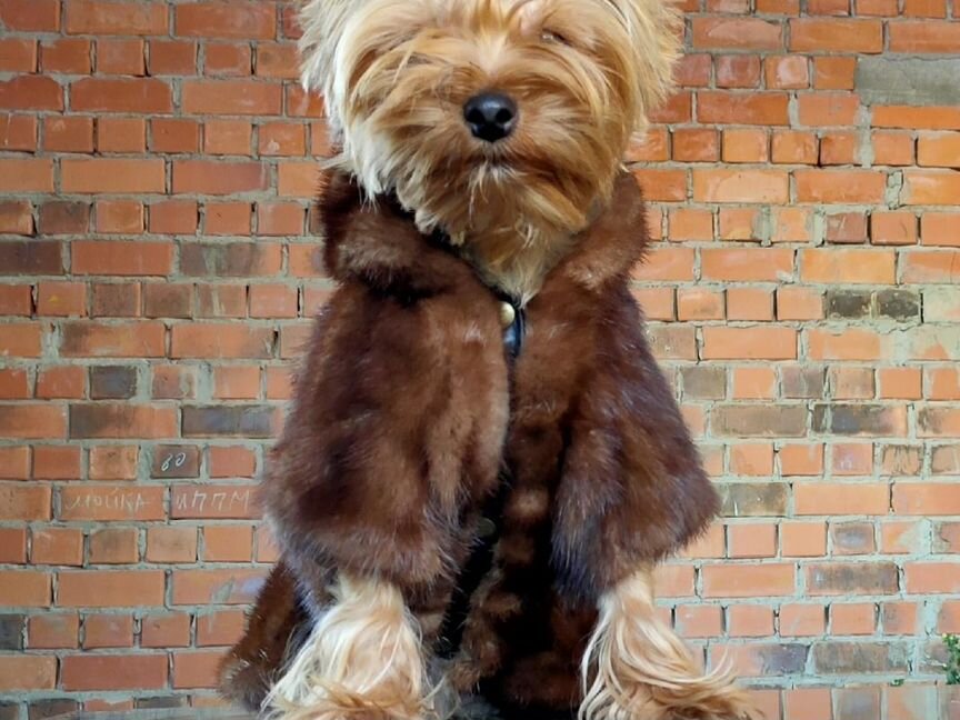 Шуба из норки