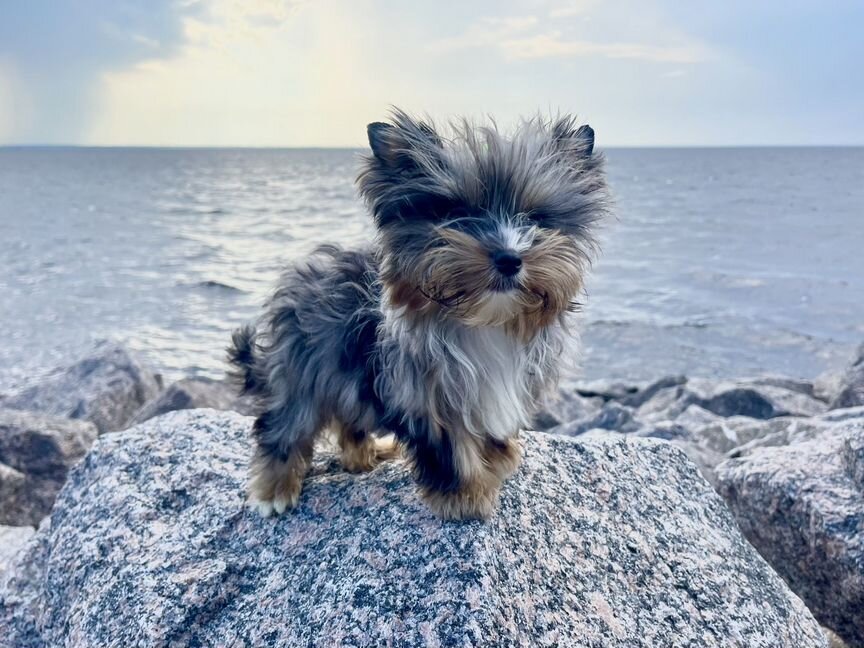 Очень красивая девочка