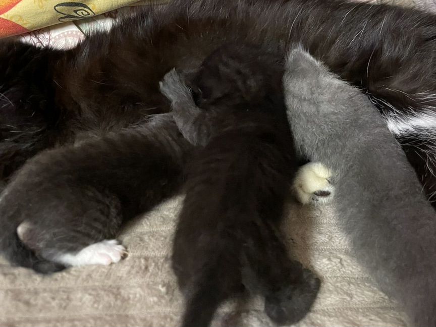 Котята отдам в добрые руки бесплатно