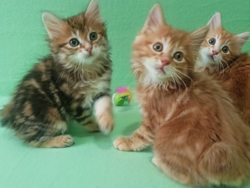 Котята курильского бобтейла с документами
