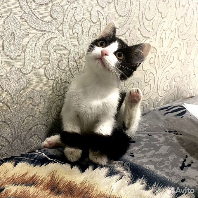 Тот самый Феликс