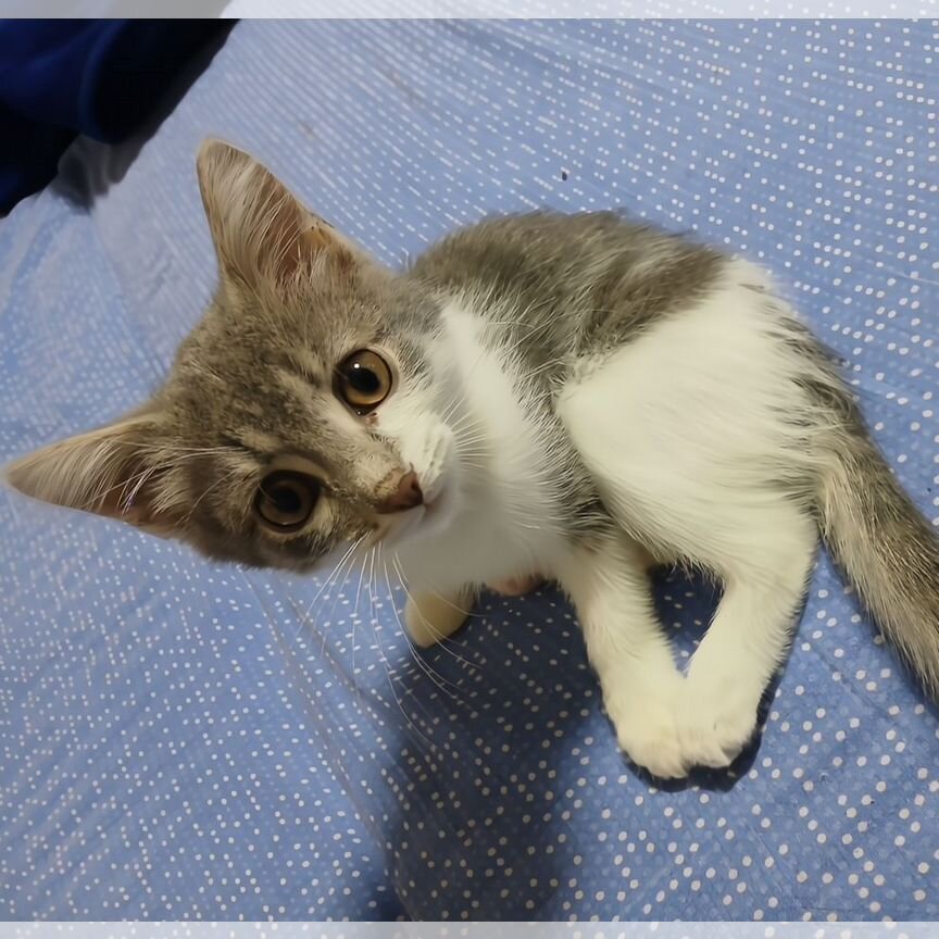 Котёнок в добрые руки