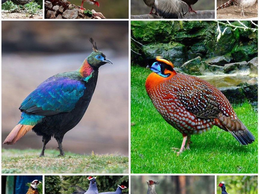 Фазаны разных видов