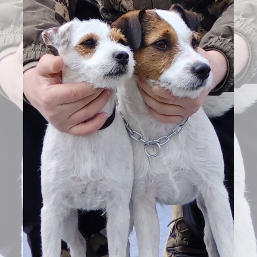 Парсон-рассел-терьер, щенок