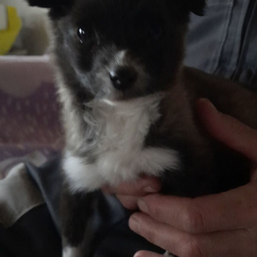 Отдам в добрые руки маленькую собачку